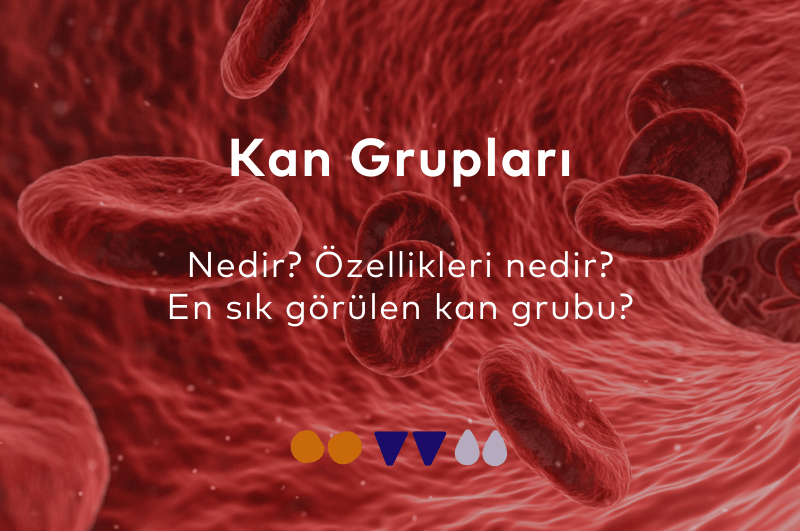 Kan Grubu ve Özellikleri – Kiklou